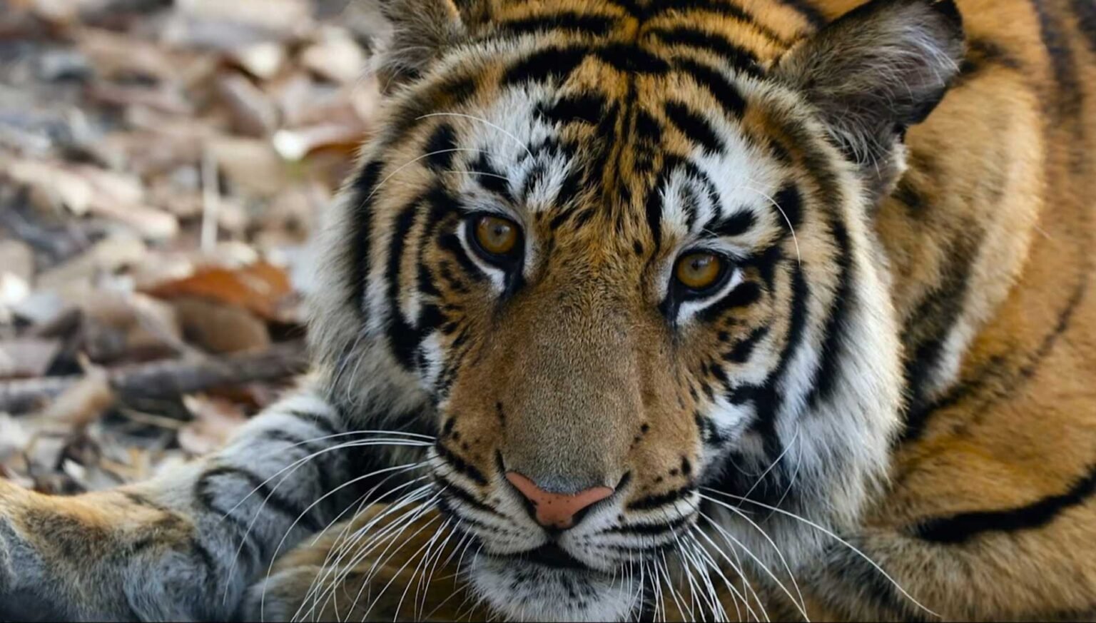 Madhya Pradesh Tour Packages | Best MP Trip | MP Tour Packages